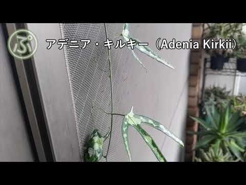 アデニア・キルキー（Adenia kirkii）が網戸を登っていく様子