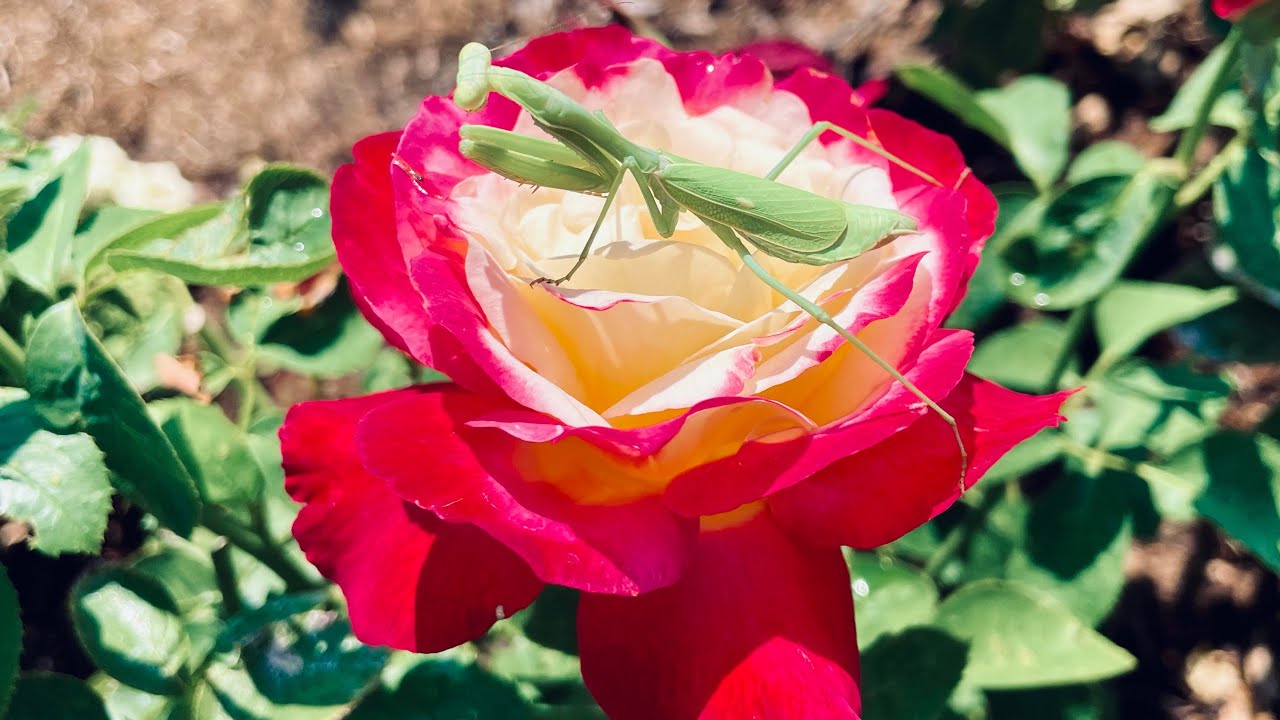 Double Delight rose spring 2023 Extraordinary color and fragrance - YouTube