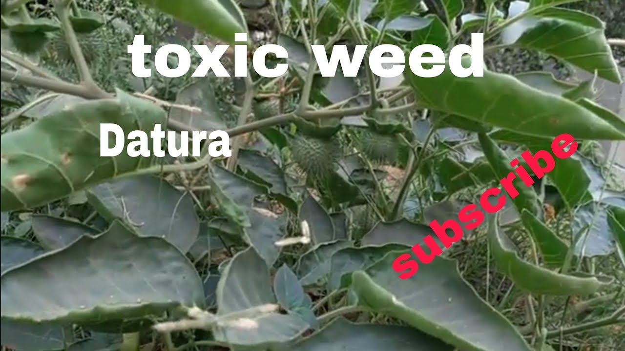 Datura is a toxic weed (moon flower,thorn apple ) - YouTube