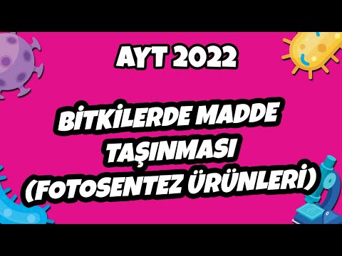 AYT Biyoloji - Bitkilerde Madde Taşınması (Fotosentez Ürünleri) | AYT Biyoloji 2022 #hedefekoş