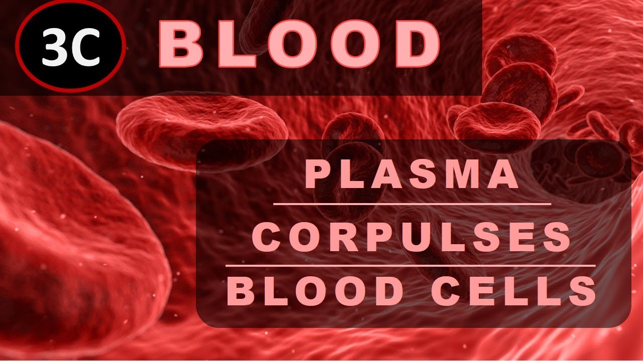 Life Processes Class 10 : Topic 3C - BLOOD | Full Topic 7 minutes ...