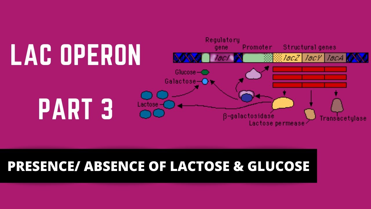 LAC OPERON Part 3 PRESENCE ABSENCE OF LACTOSE AND GLUCOSE YouTube