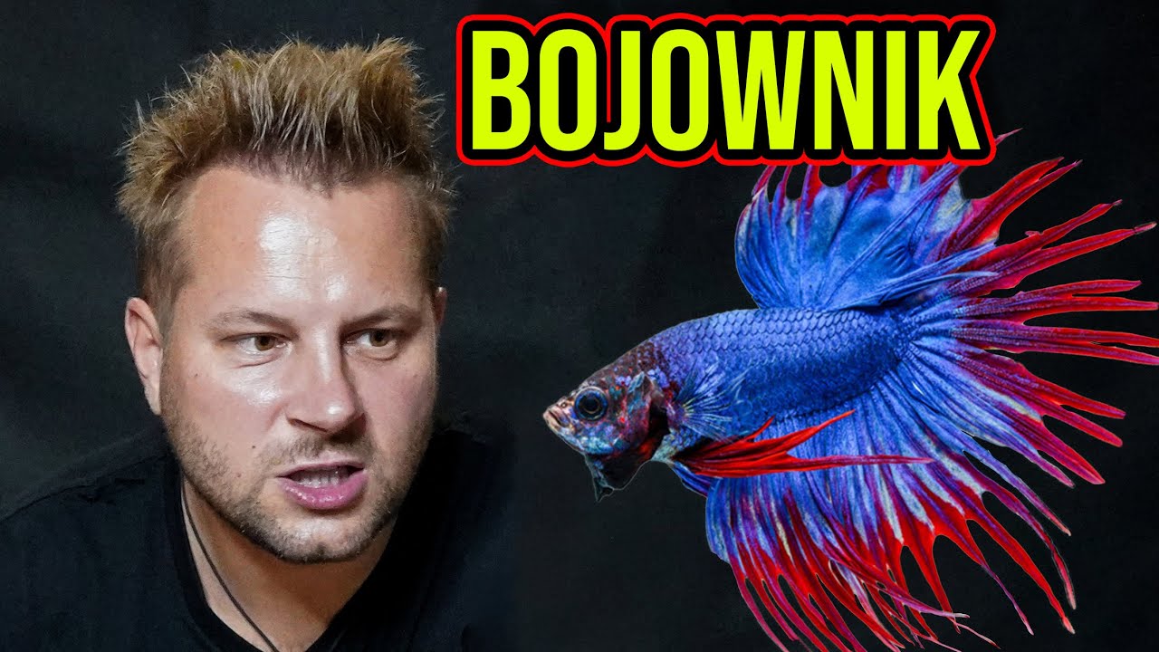 CIEKAWOSTKI O HODOWLI BOJOWNIKA W DOMU - YouTube