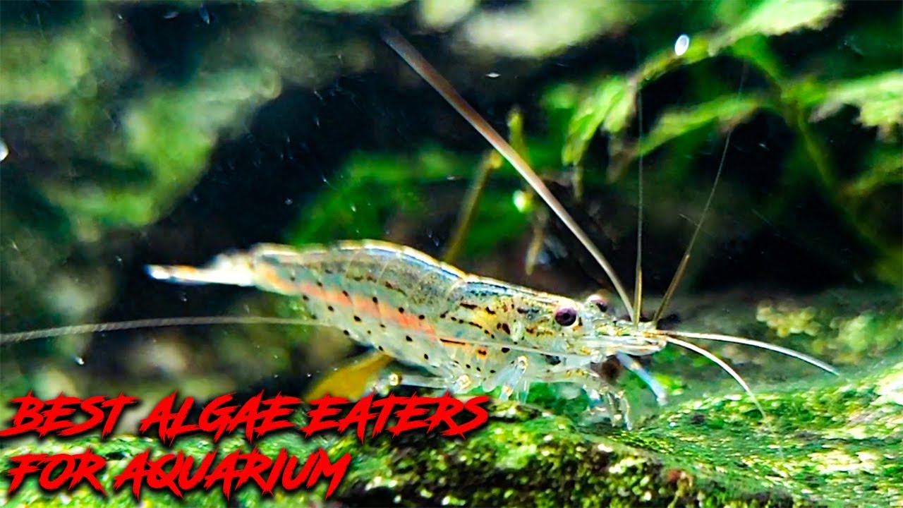 Top 3 Algae eater for Aquarium | Best cleaner fish for freshwater tank ...