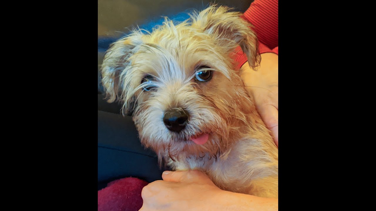 Guey - an adoptable Male Small Breed Mix puppy - YouTube