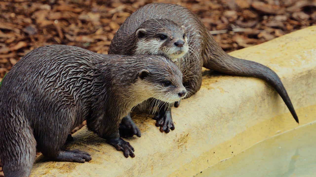 Happy World Otter Day from Longleat! - YouTube