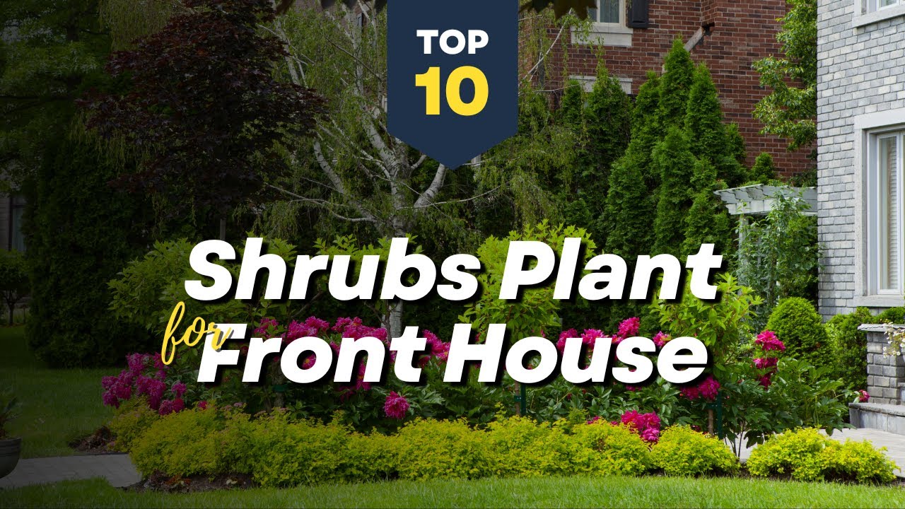TOP 10 Shrubs Plant for Front of the House 🌿🏡 Enhance Your Curb Appeal ...