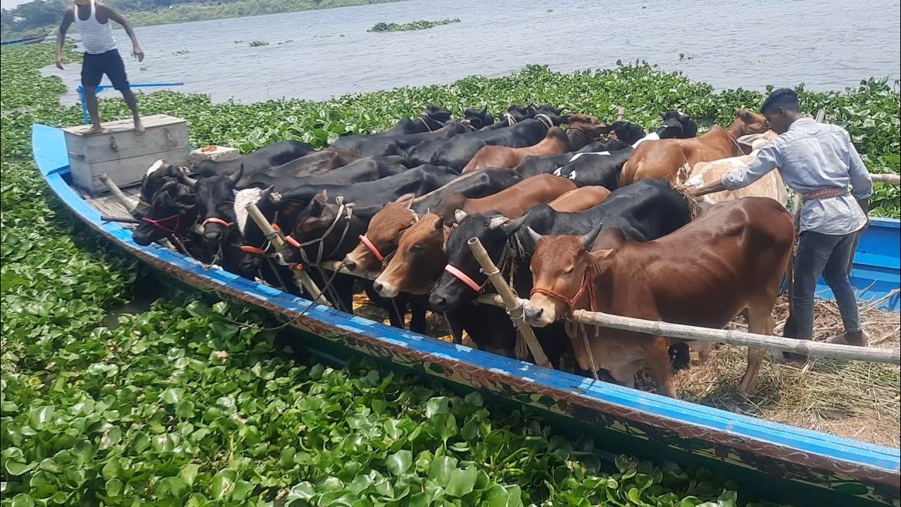 Cow unloading Track , cow videos, cow video, big cow, Part -401 | Kuh ...