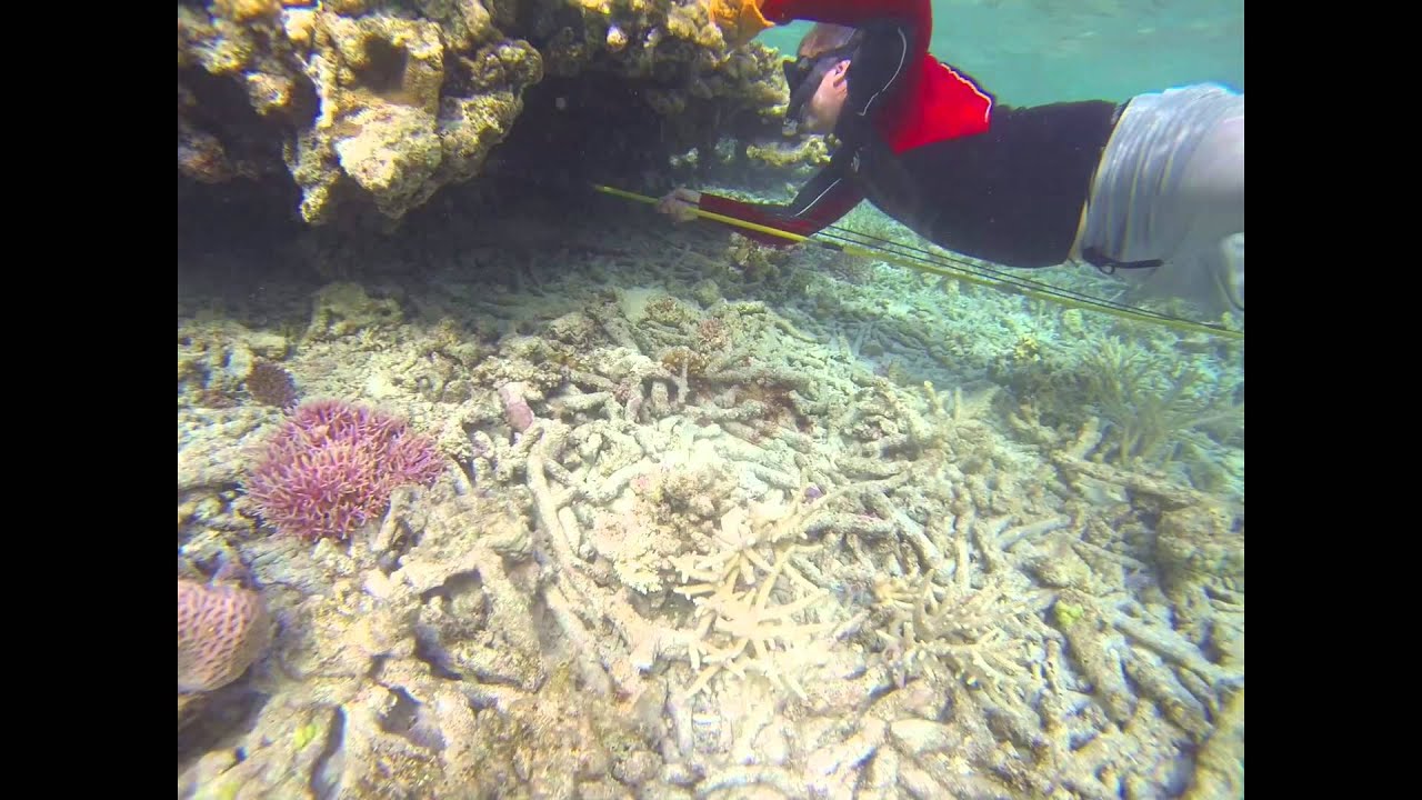 Fishing Bugatti Reef 2013 - YouTube