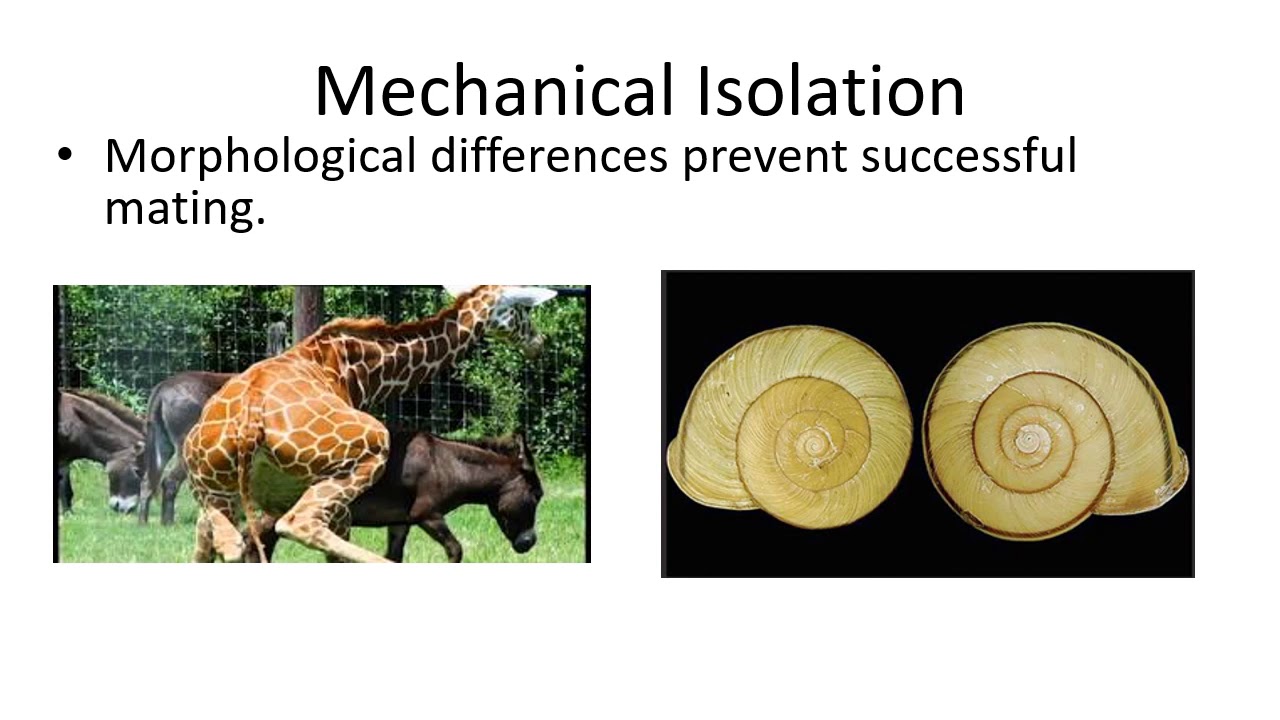 Behavioral Isolation Example