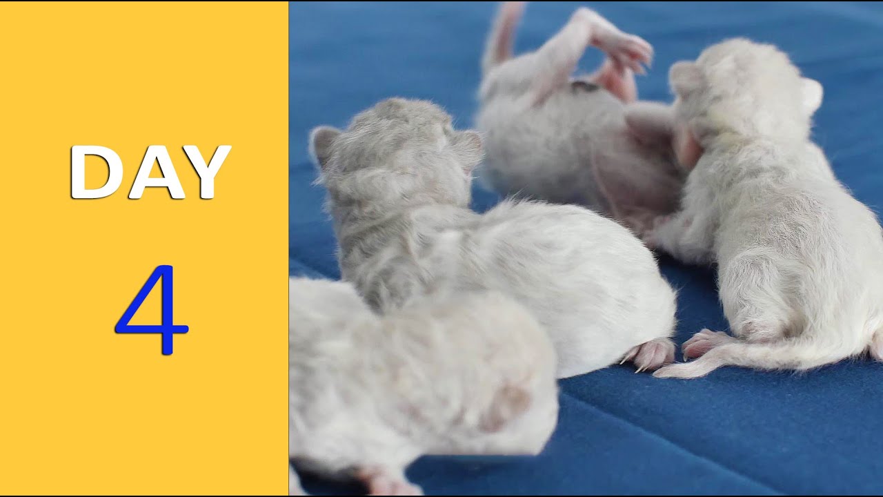 DAY 4 - Baby Kittens after Birth | Emotional - YouTube