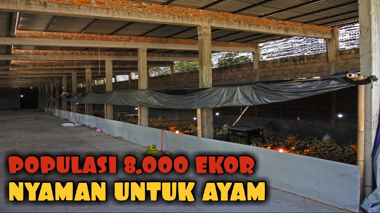 KANDANG BOX BROODING DOC AYAM PEJANTAN POPULASI 8.000 EKOR - YouTube