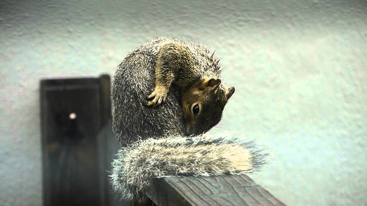 Squirrel Cleaning & Scratching Itself - YouTube