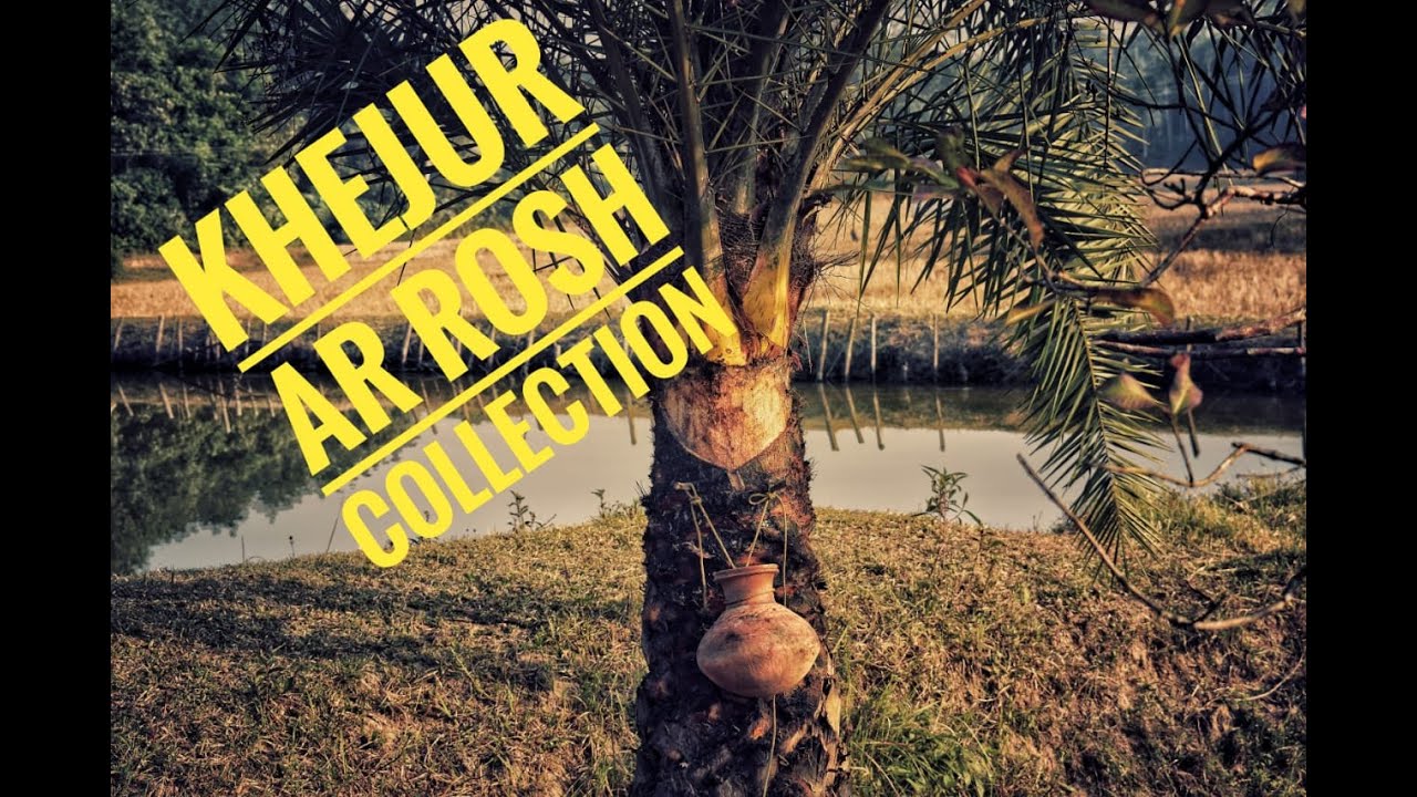 Khejur ar Rosh kibhabe collect korte hoi ? - YouTube