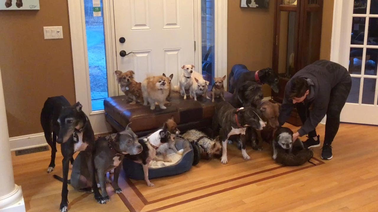 Trying To Take Family Picture with 17 Dogs - YouTube