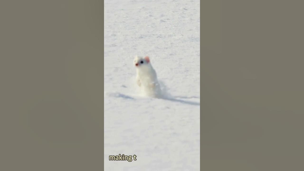 Ermine, A Cute Little Hunter and Master of Camouflage #shortvideo # ...