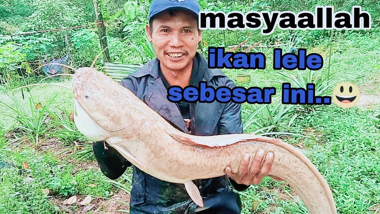 mancing ikan lele monster dumbo di sungai #pakdanicanel # ...