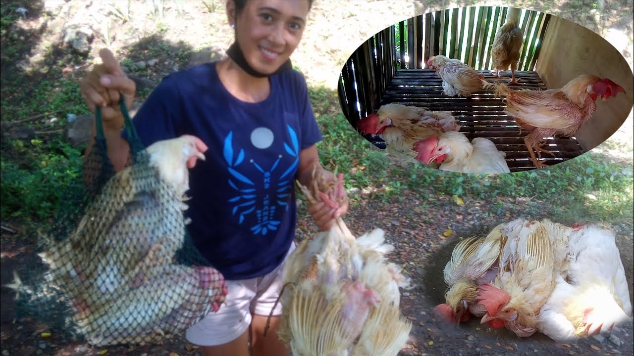 Bumili kami Ng Cull na manok sa Farm/farmy official - YouTube