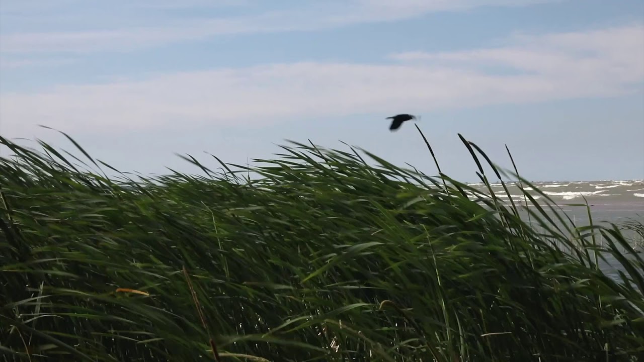 Scenes from a windy Lake Huron - YouTube