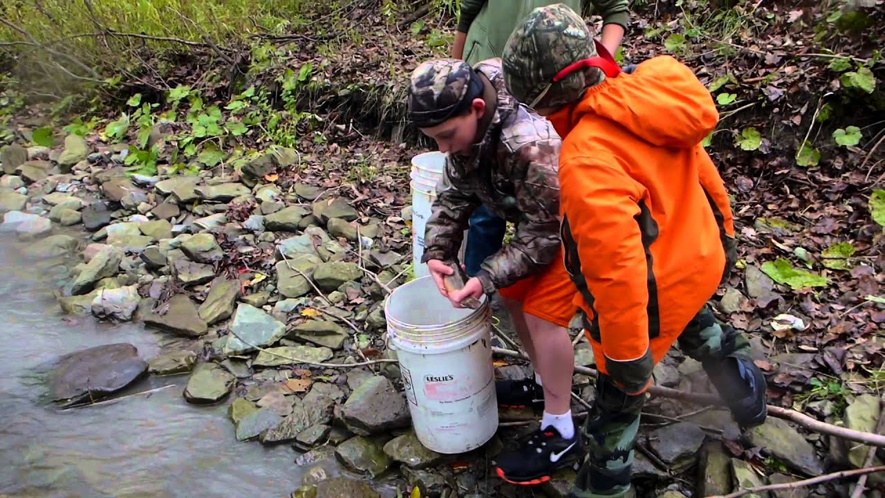 Stocking Brook Trout by Youth Fly Fishing Program - YouTube