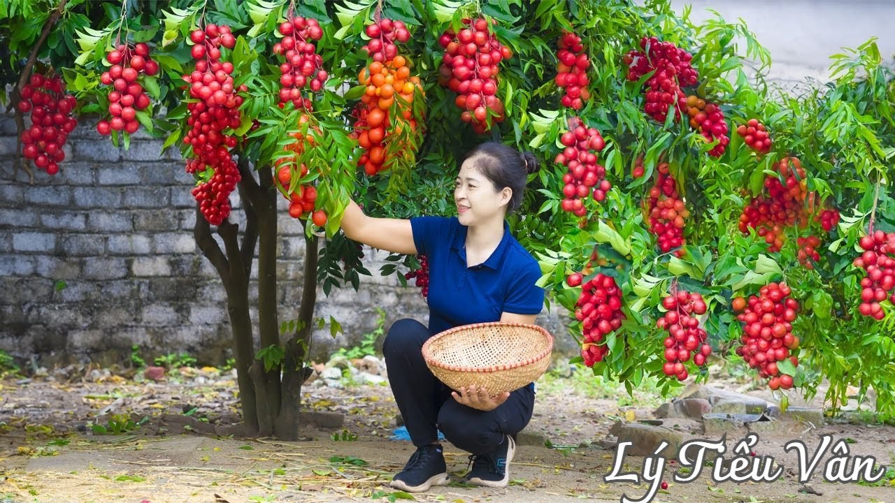 How to harvest Red Wampee & Go to the market to sell - Farming and ...