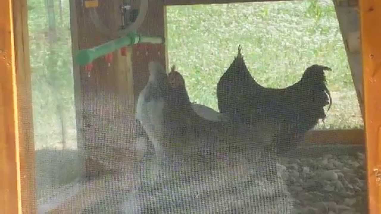 Automatic chicken waterer nipple dripper and feeder - YouTube