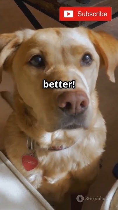 Why Do Dogs Tilt Their Heads? The Real Reason Will Surprise You!😱 - YouTube