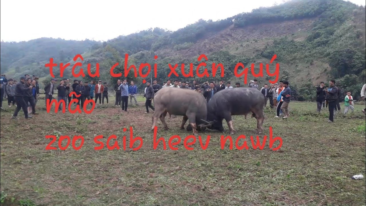 chọi trâu.tso twm sib nraus xyoo tshiab zoo saib tiag tiag 2/1/2023 ...