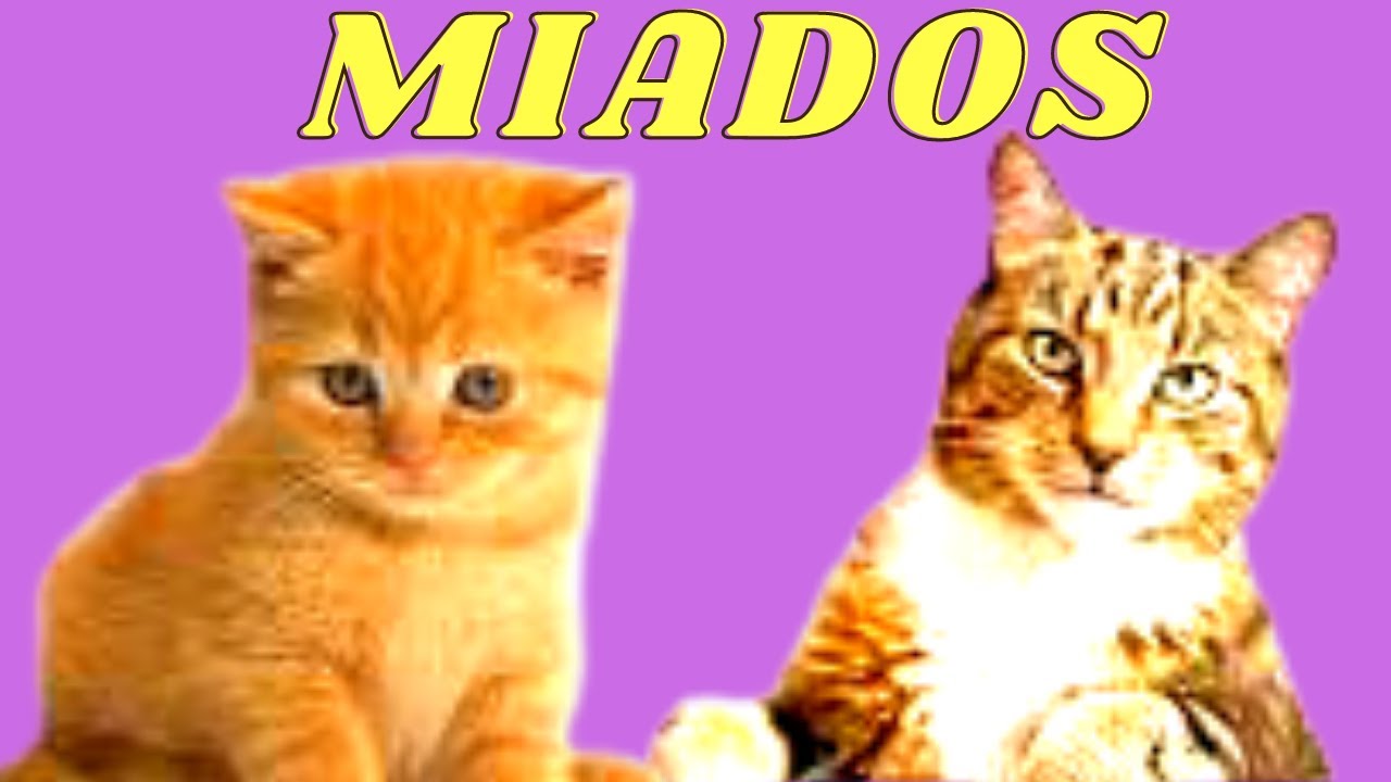😂Gatos Miando - SOM de GATO MIANDO ALTO {barulho do miado de 7 felinos ...