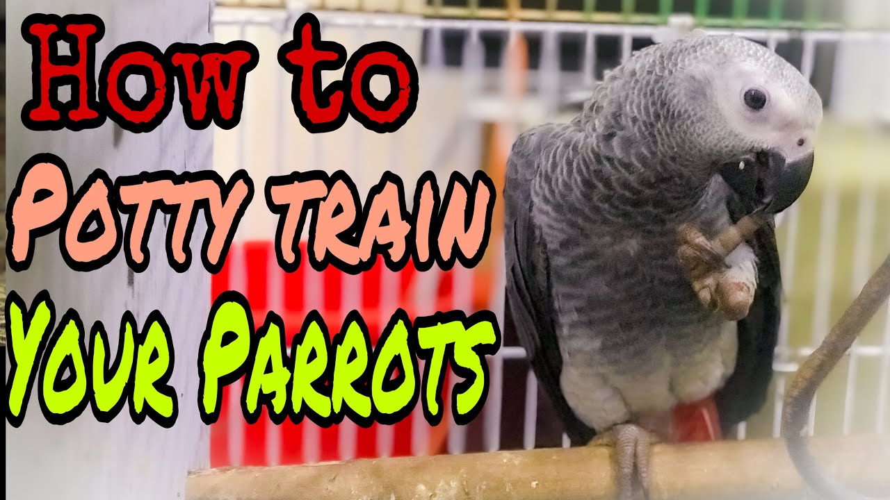 How to POTTY train your PARROTS? - YouTube