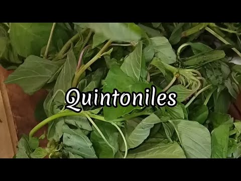 Una delicia prehispánica ¡Quintoniles! - YouTube