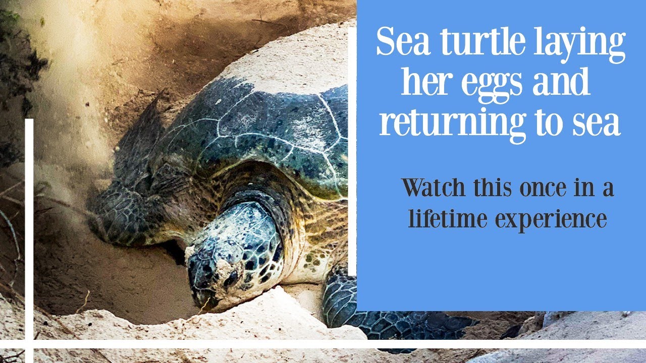 Sea turtle laying her eggs and returning to the sea near Puerto Morelos ...