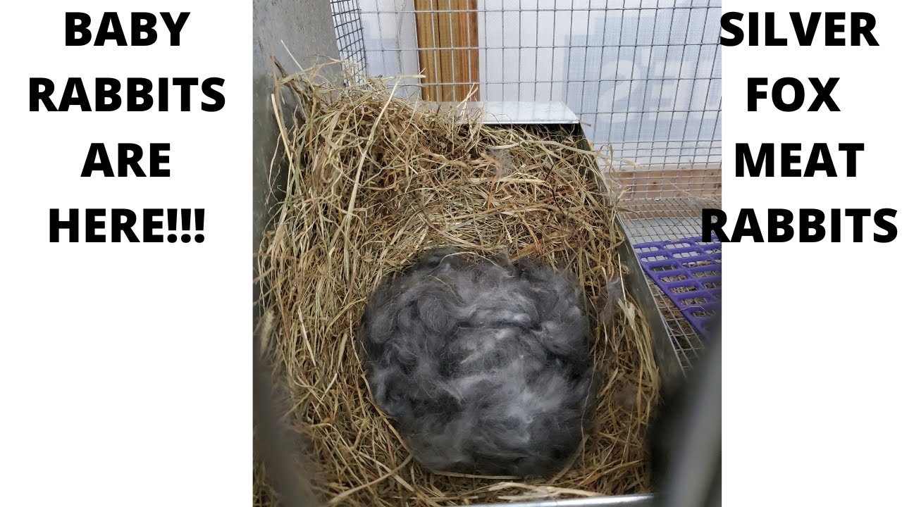We finally had baby Silver Fox Rabbits!! - YouTube