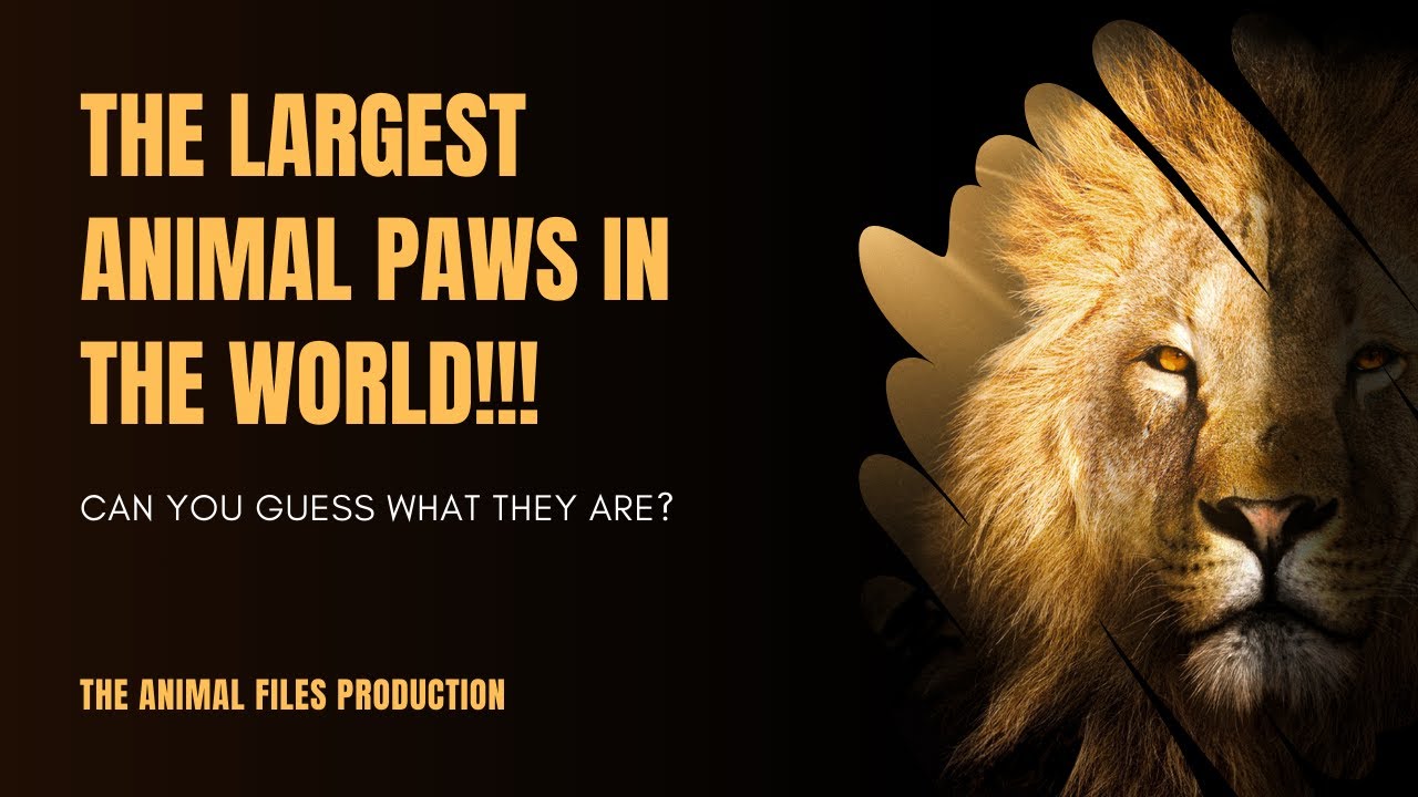 The Biggest Animal Paws, Feet, and Hands in the World! - YouTube