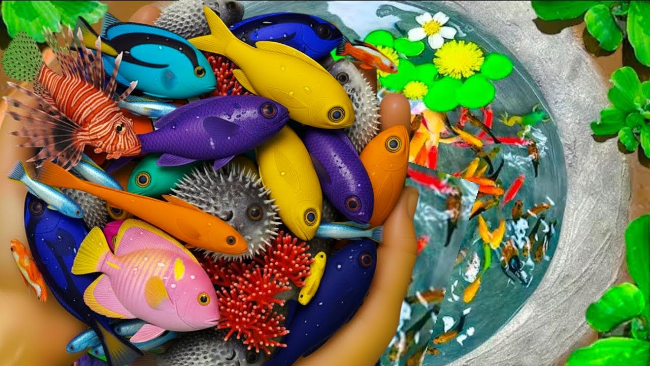 Catch Colorful Tropical Ornamental Fish In Colorful Surprise Giant Eggs ...