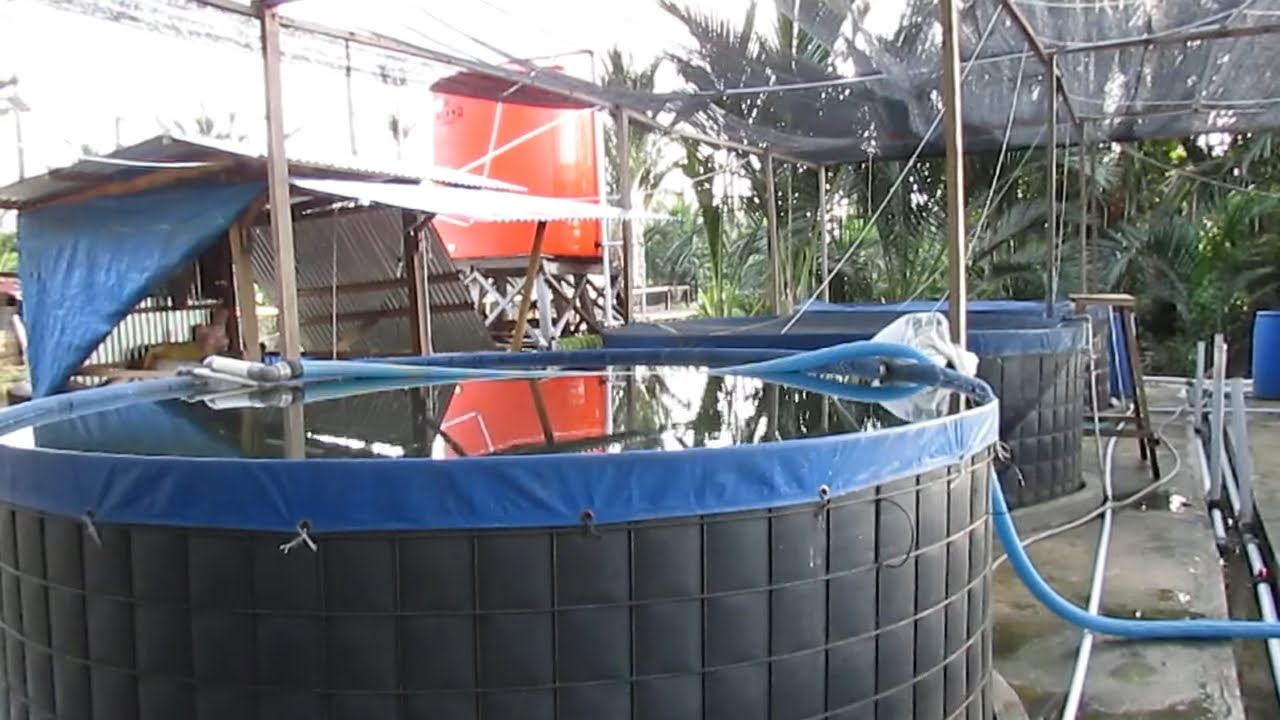 Ikan Sidat Masapi (Budidaya Ikan Sidat) - YouTube