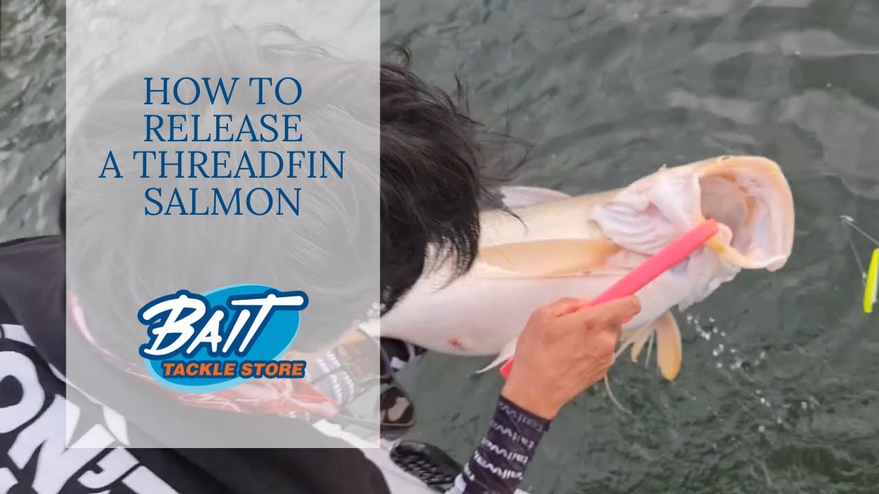 How to release a threadfin salmon - YouTube