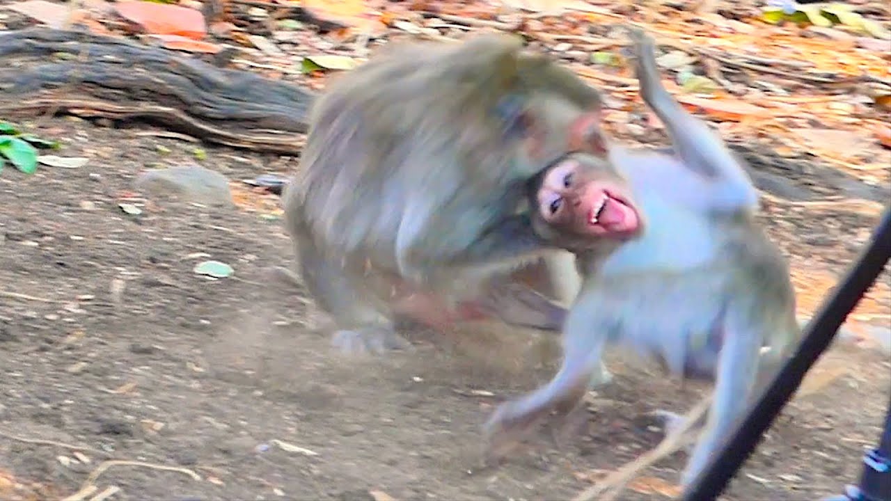 Monkey Emila Bring Elon comes to play with Little Monkey RAIN, Monkey ...