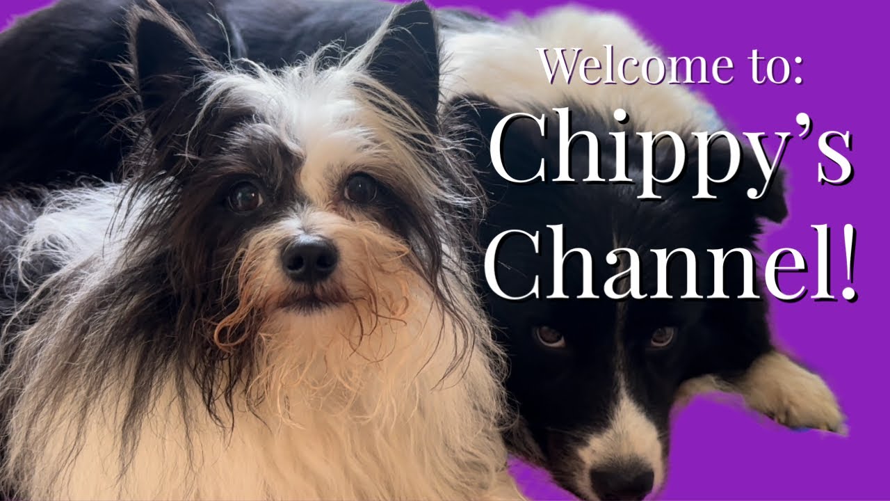 Welcome To CHIPPY’S CHANNEL! - YouTube