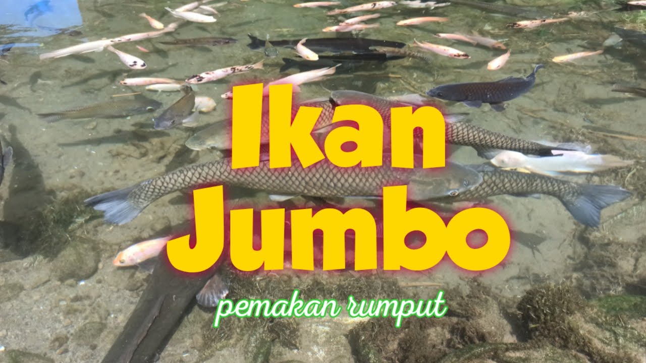 Ikan pemakan rumput - YouTube