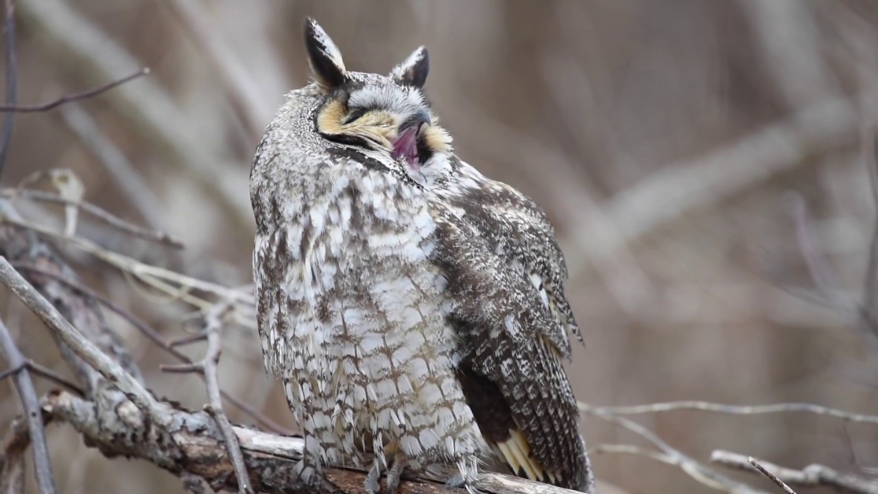 Long-eared Owl Yawning and Sleeping - YouTube