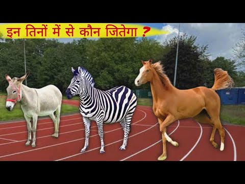 गधा, ज़ेबरा और घोड़े की दौड़ में कौन जीतेगा ? // Horse VS Zebra VS ...