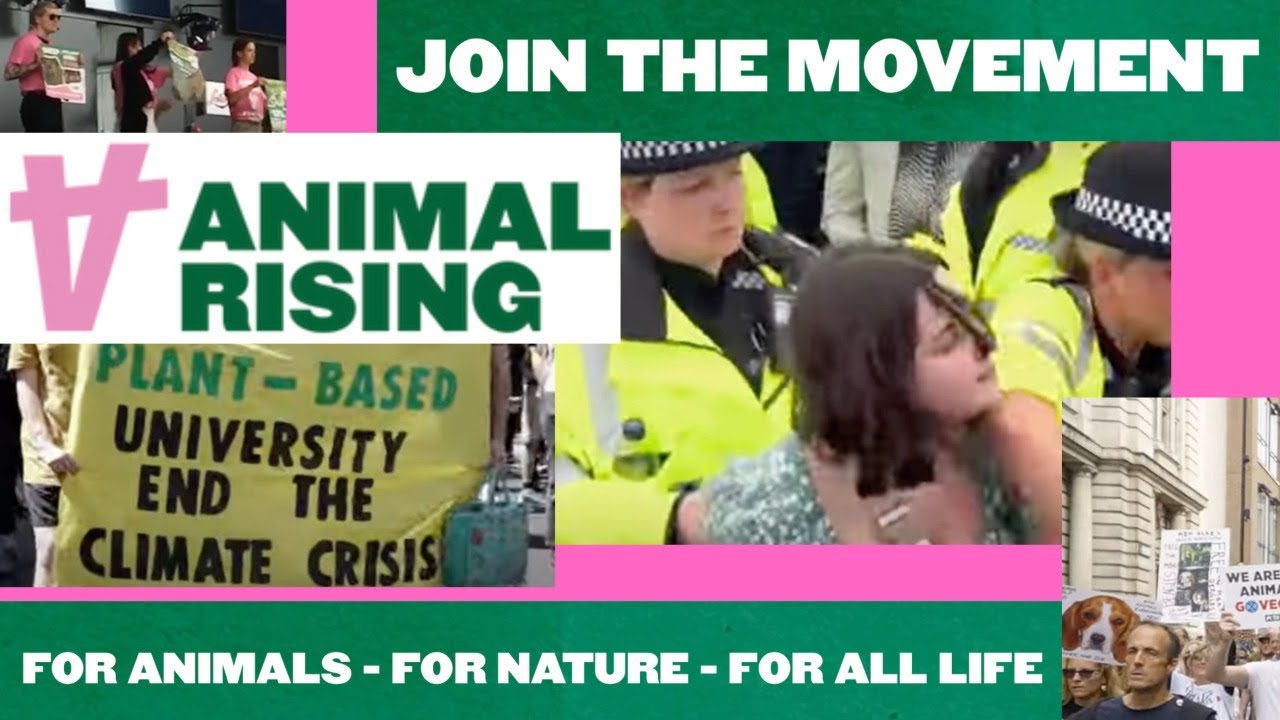 Why Animal Rising Makes Headlines! - YouTube