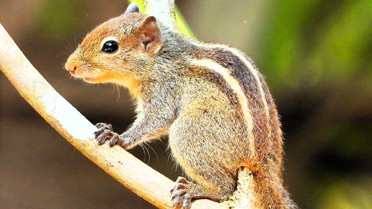 How to attract squirrels to your garden - YouTube
