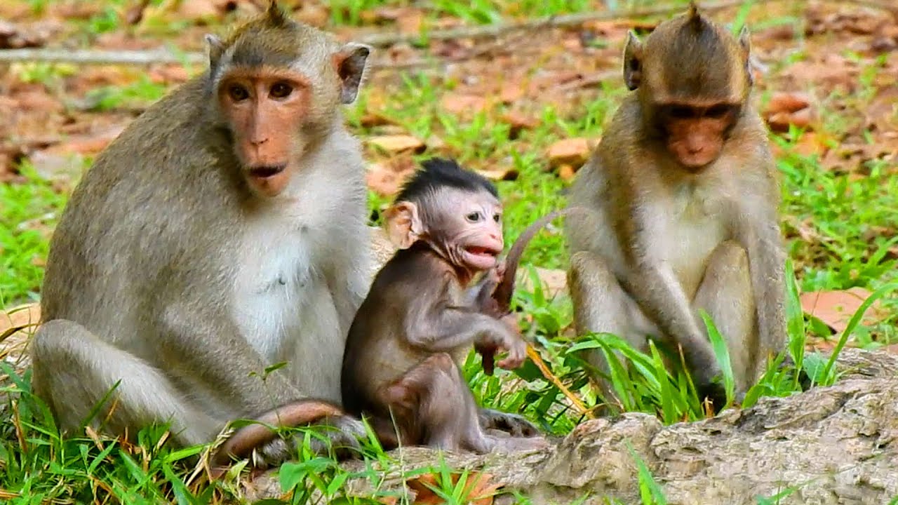 Nice Clip! Monkey Button takes cared baby Jonna very well - YouTube