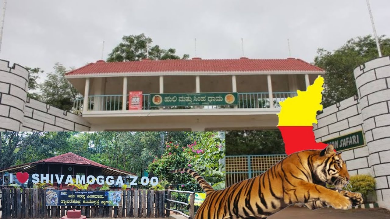 Tyavarekoppa Tiger and Lion Safari Shimoga Karnataka India Lion Safari ...