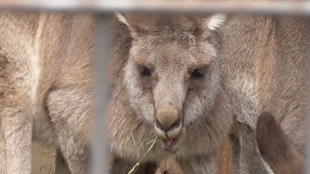 Kangaroo【Ueno zoo (Tokyo)】 - YouTube
