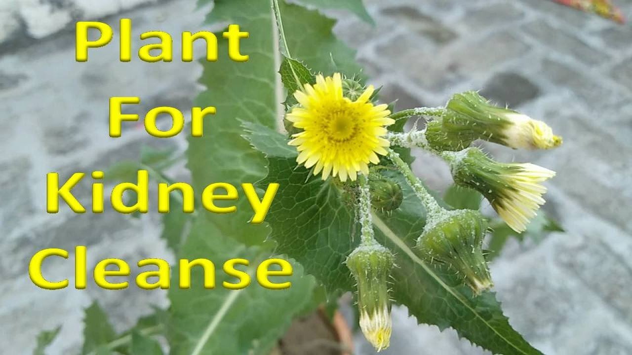 how to grow dandelion/singhparni/Taraxacum officinale at home-flower ...