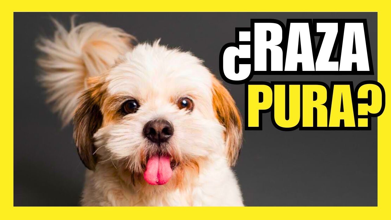 Como Reconocer un Perro Shih Tzu (Rápido y Fácil) - YouTube