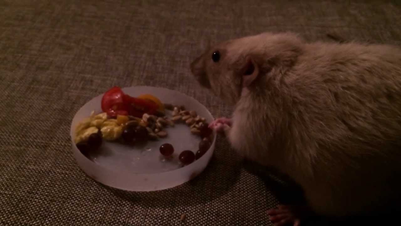 How a Civilized Rat Eats Dinner - YouTube